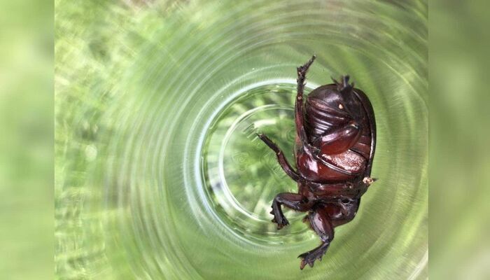 TV programma kanālam LTV1 uz 21.06.2025