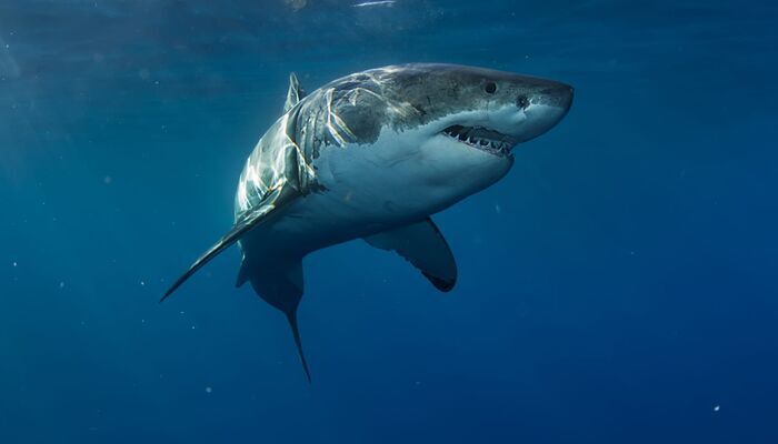 TV programma kanālam LTV1 uz 21.06.2025